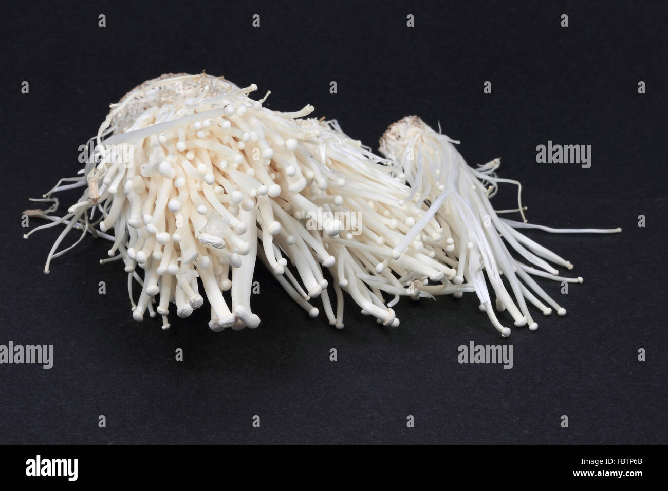 Closeup picture of Organic Enoki mushroom Stock Photo - Alamy