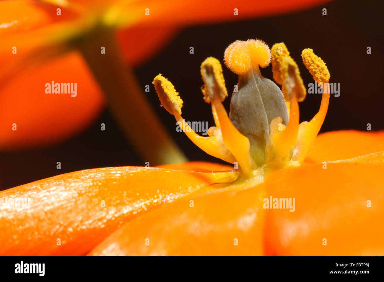 Ovary hi-res stock photography and images - Alamy