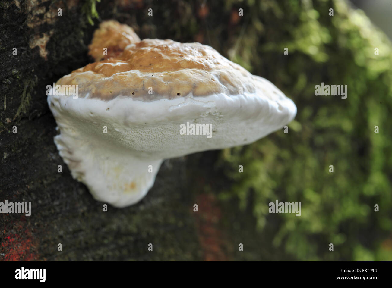 Polypo hi-res stock photography and images - Alamy