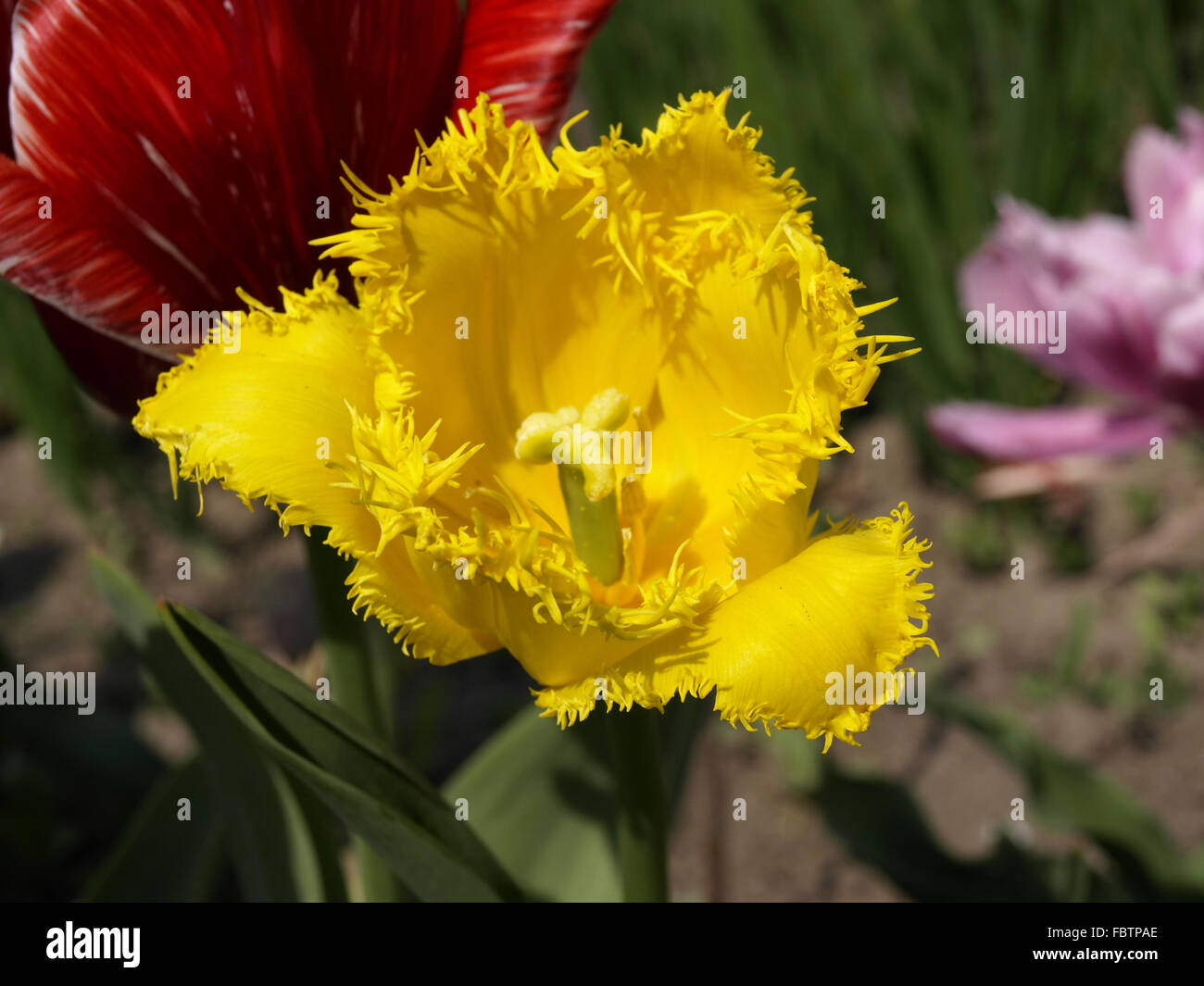 Curly flower stamen hi-res stock photography and images - Alamy