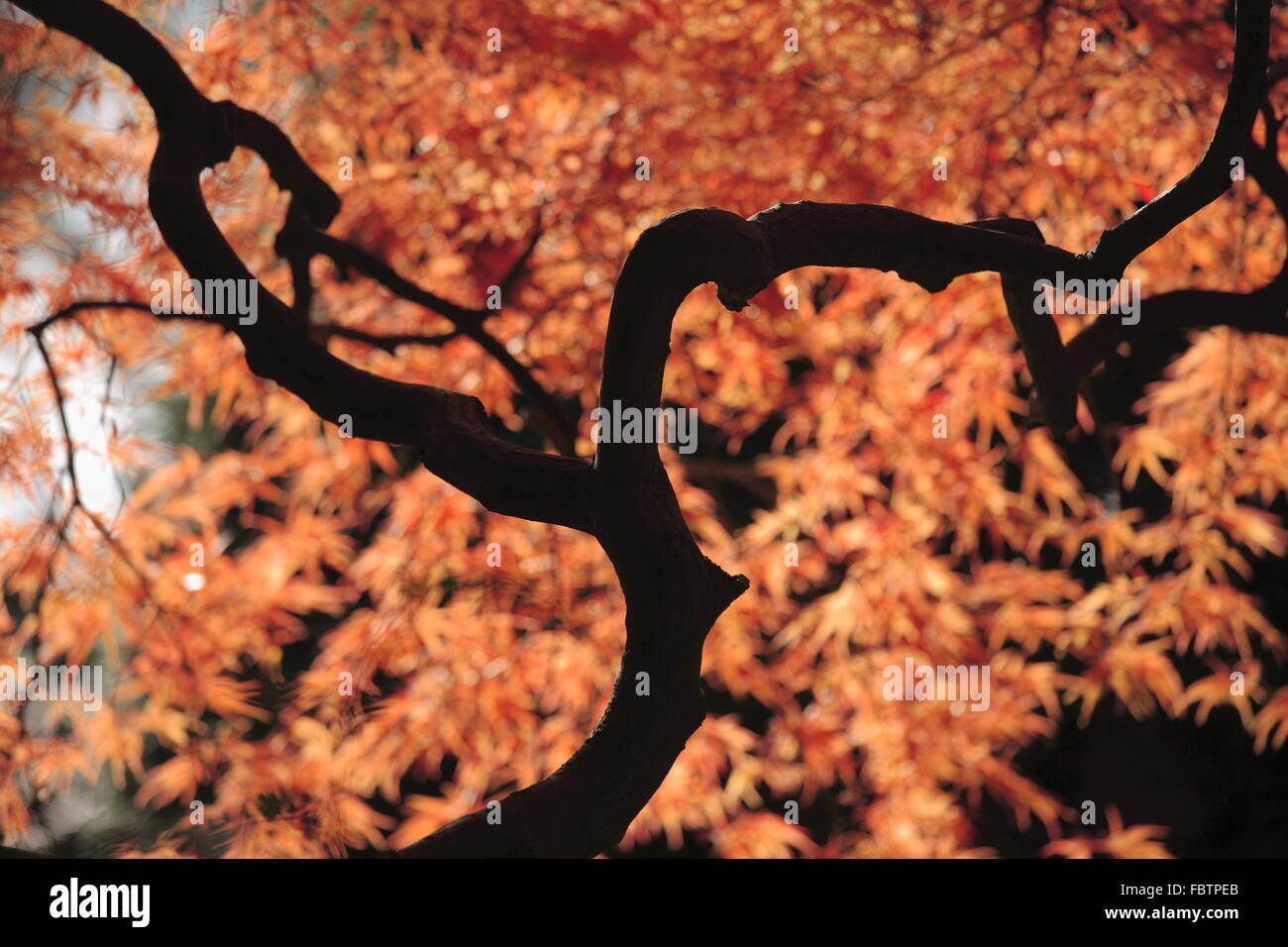 Maple co hi-res stock photography and images - Alamy