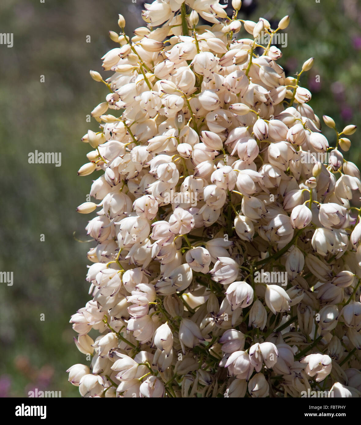 Plantae hi-res stock photography and images - Alamy