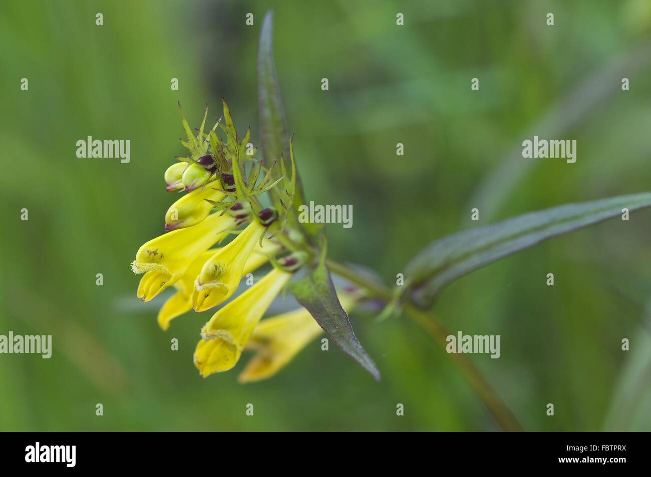 Common Cow-Wheat (Melampyrum pratense Stock Photo - Alamy