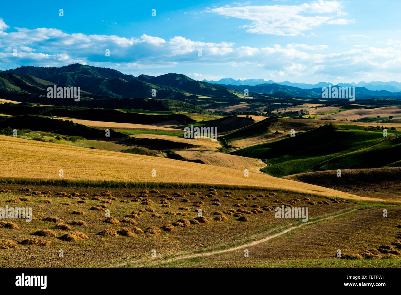 Xinjiang Shihezi wheat field Stock Photo - Alamy