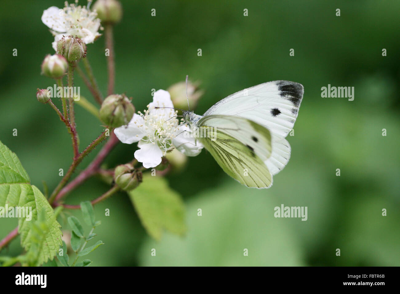 Butterfly On A White Rose