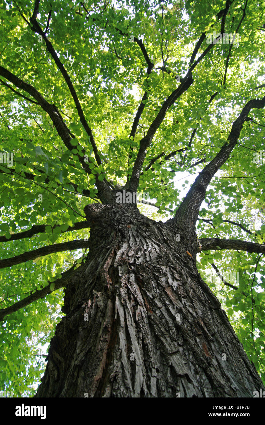Wide tree trunk hi-res stock photography and images - Alamy