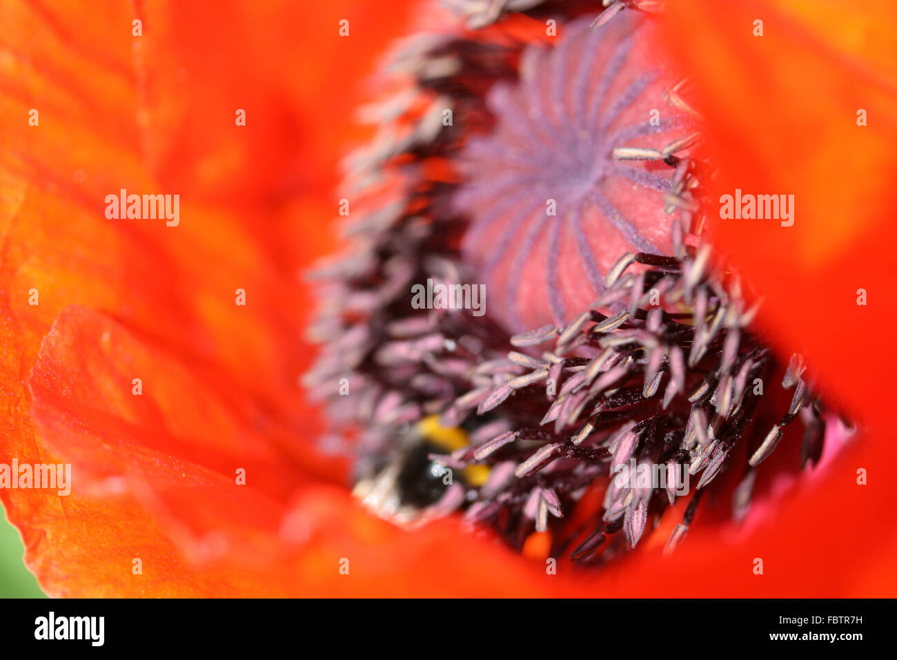 big poppy flower in macro Stock Photo - Alamy