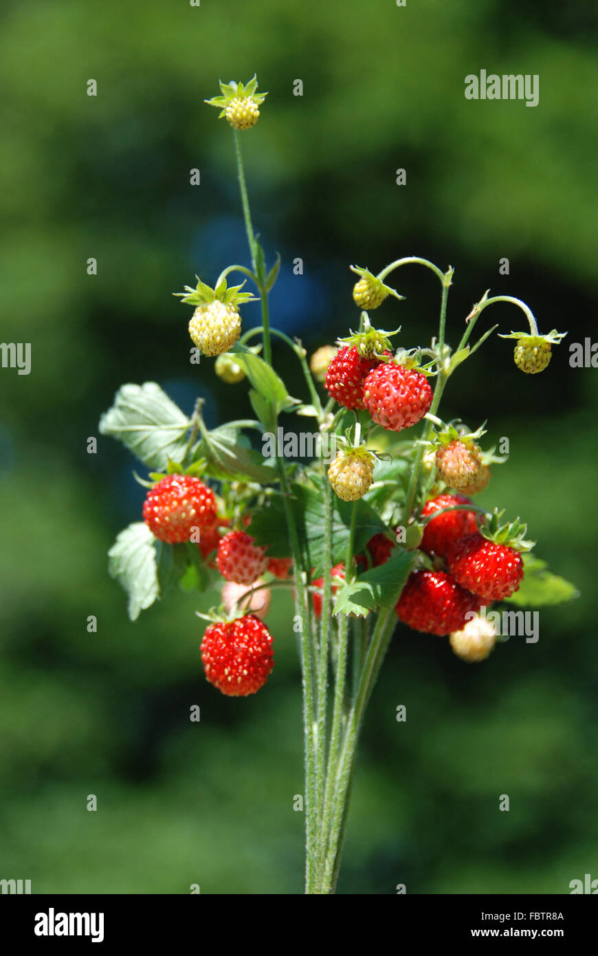 Wilde erdbeeren hi-res stock photography and images - Alamy