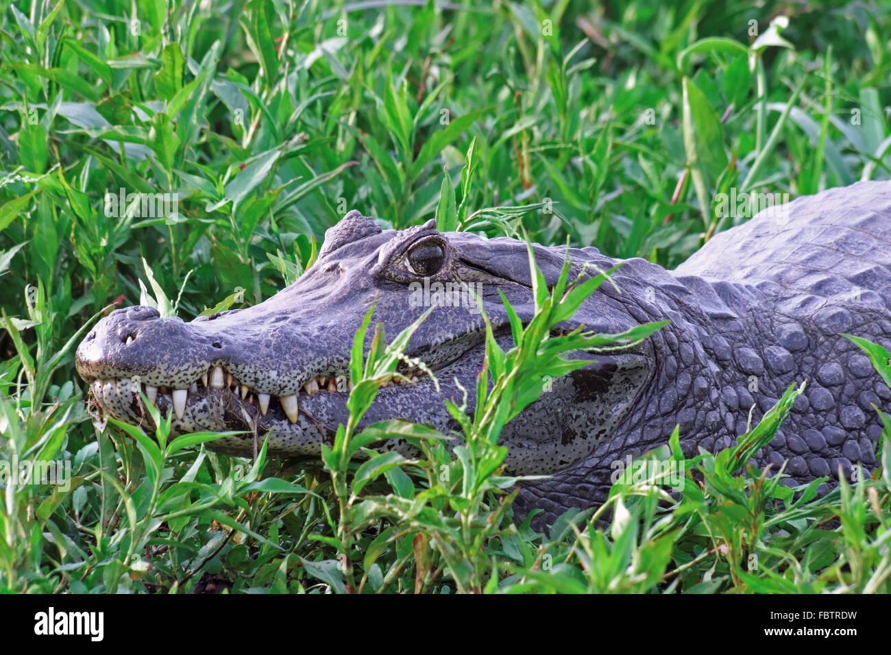 Krokodil kaiman hi-res stock photography and images - Alamy