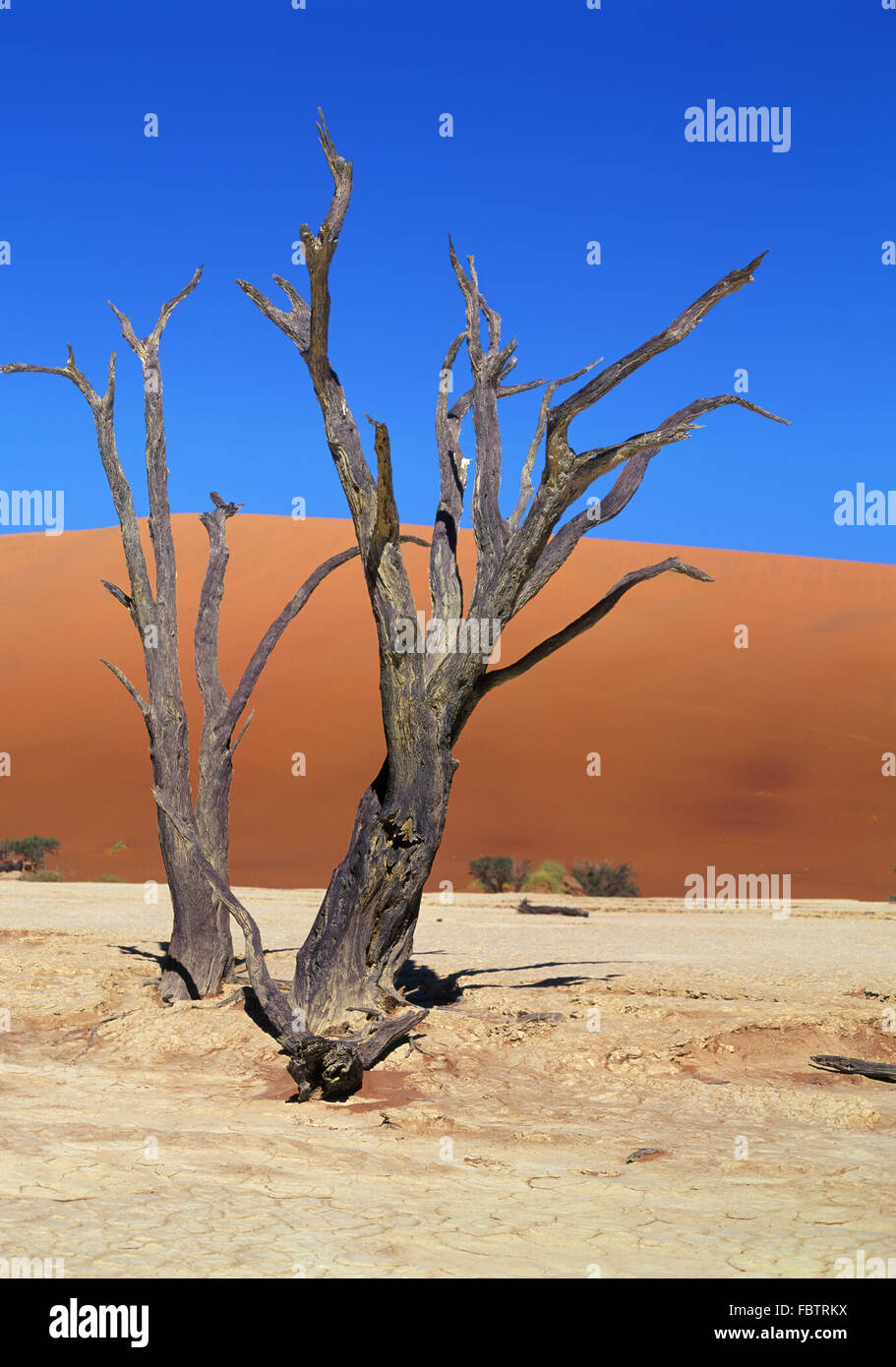 Died tree in desert Stock Photo - Alamy