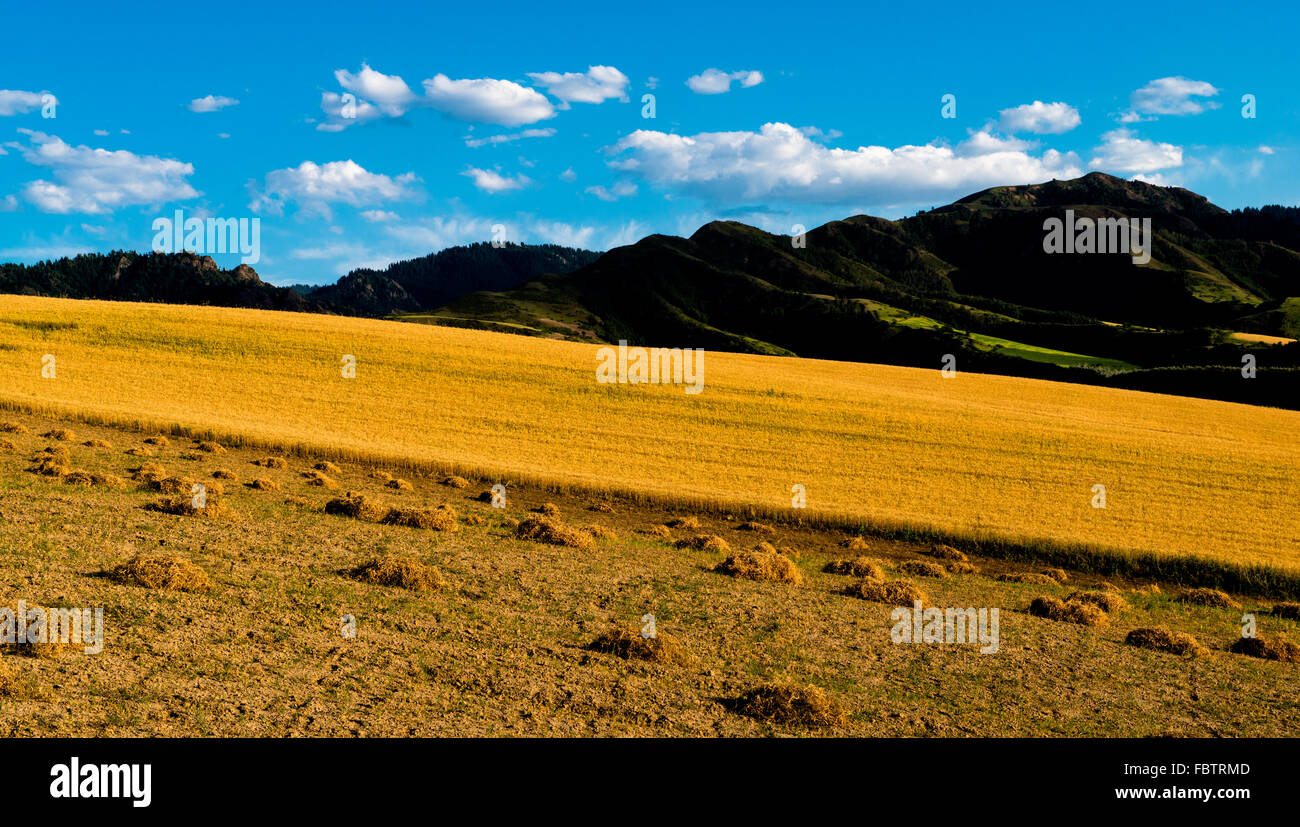 Xinjiang Shihezi wheat field Stock Photo - Alamy