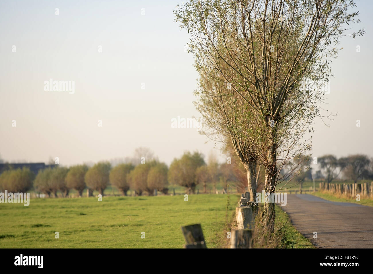 Branches of willows hi-res stock photography and images - Alamy