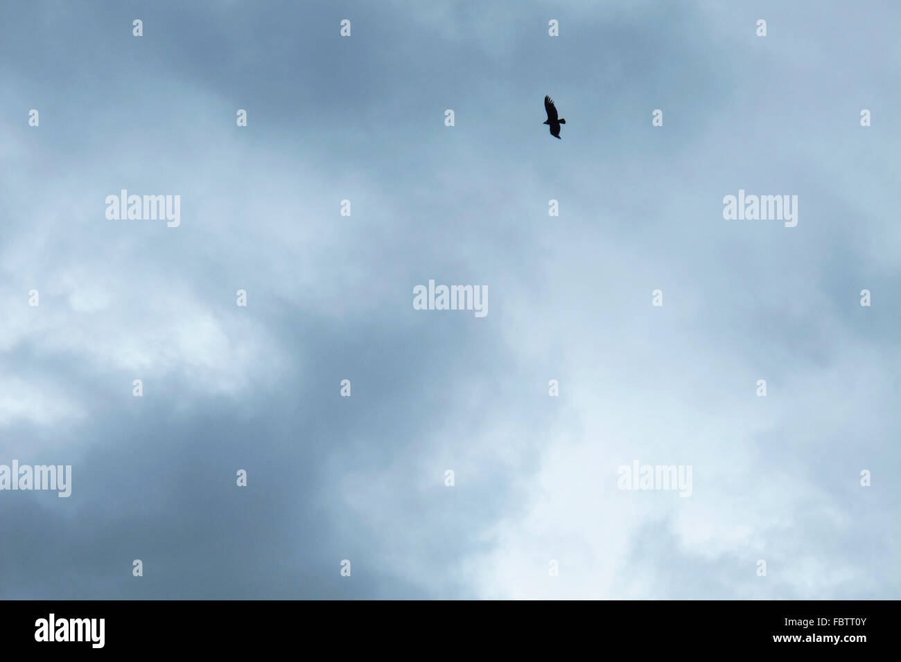 Bird with blue sky. Backlight. Horizontal Stock Photo - Alamy