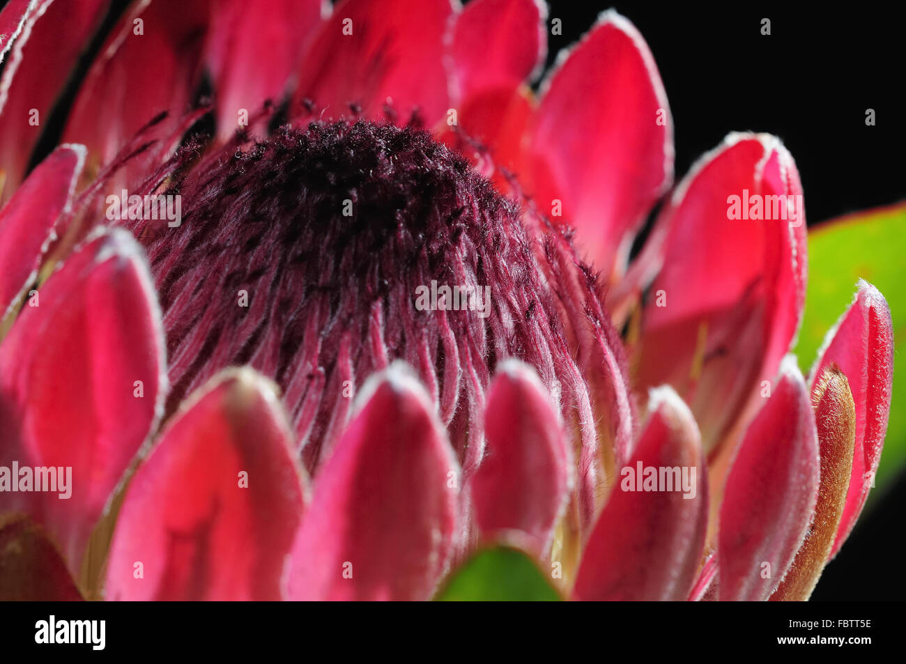 Protea bushes hi-res stock photography and images - Alamy