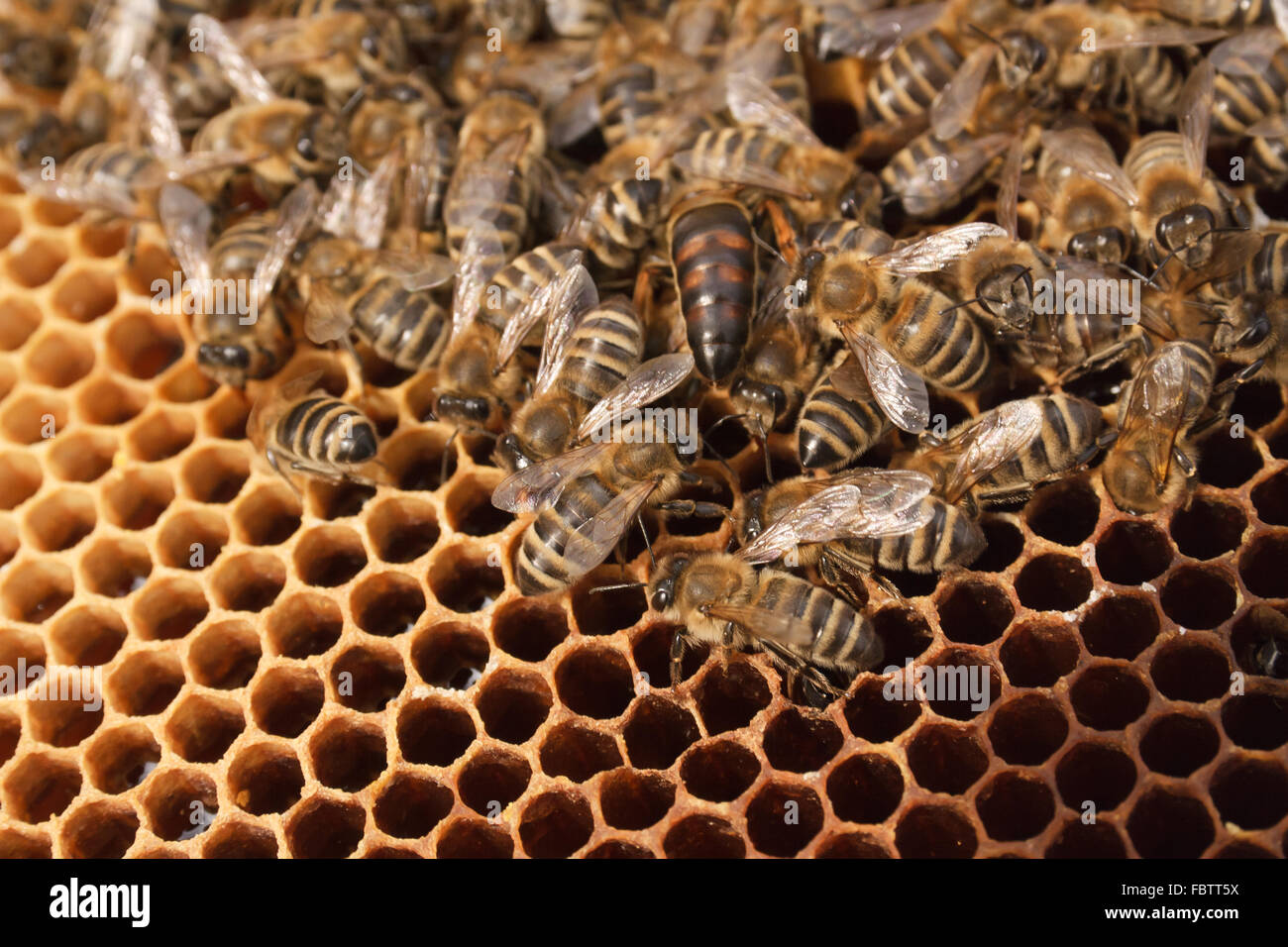 Honeycomb cells pollen queen hi-res stock photography and images - Alamy