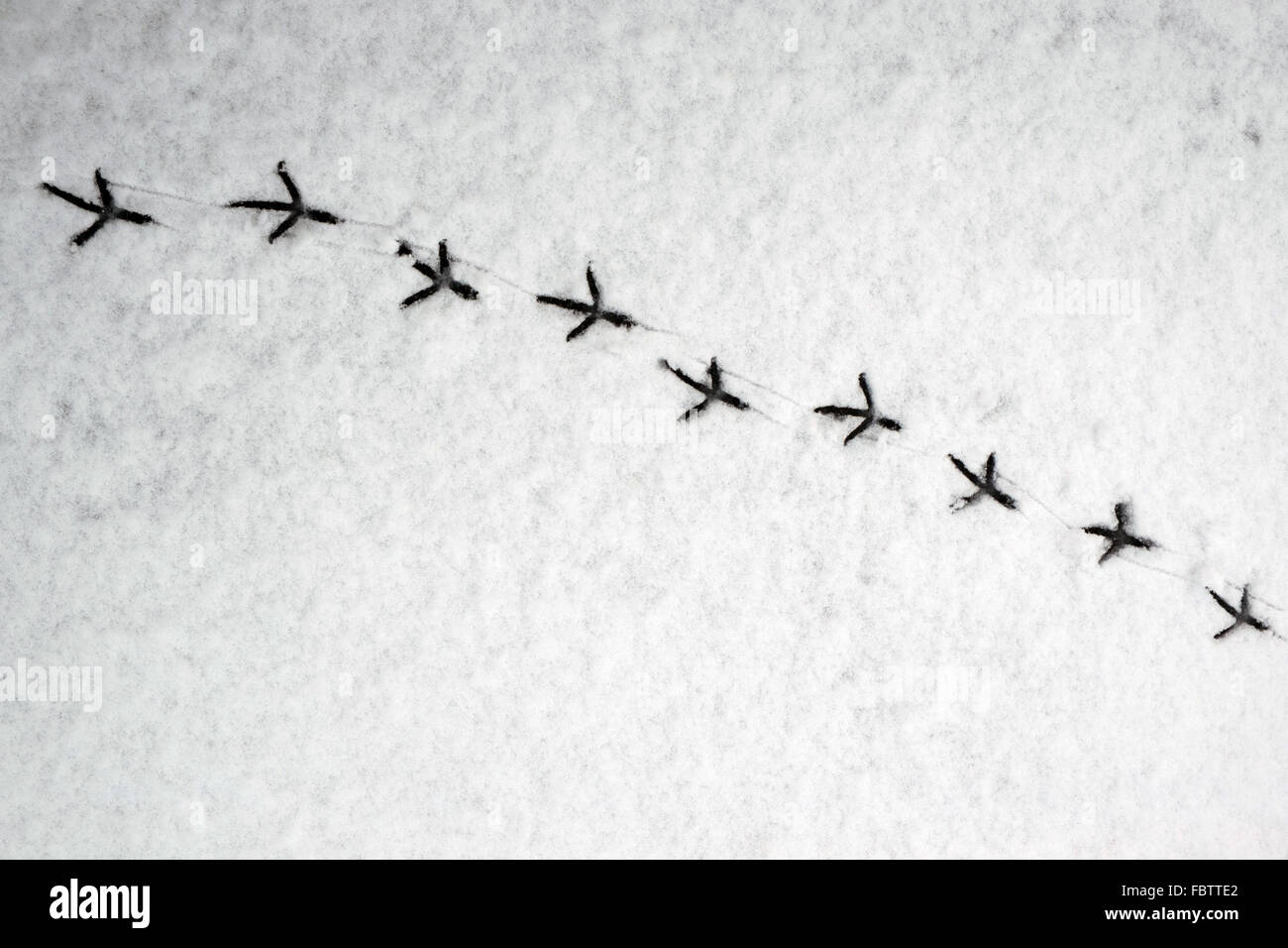 Bird tracks in snow hi-res stock photography and images - Alamy