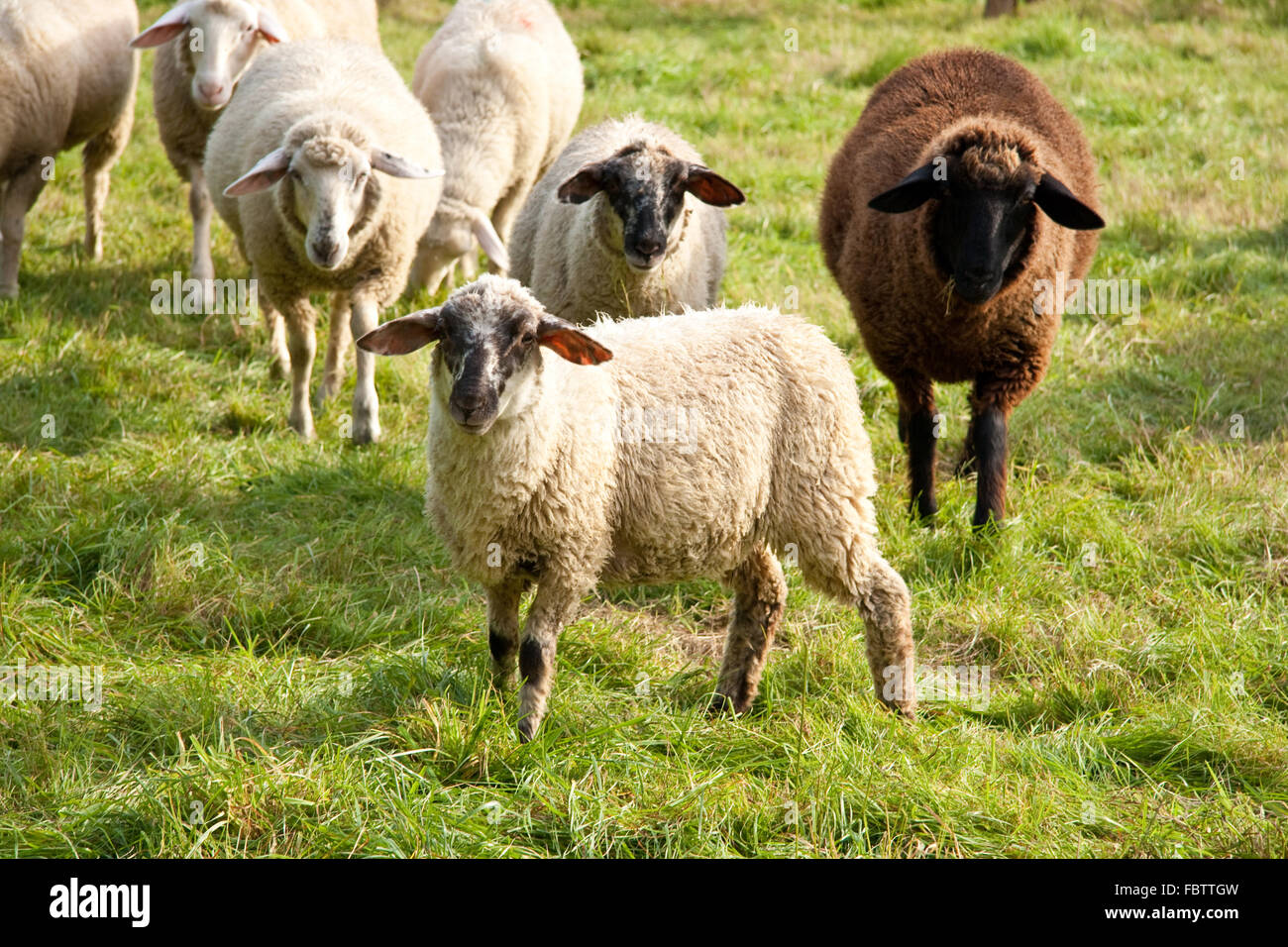 Schlachtvieh hi-res stock photography and images - Alamy