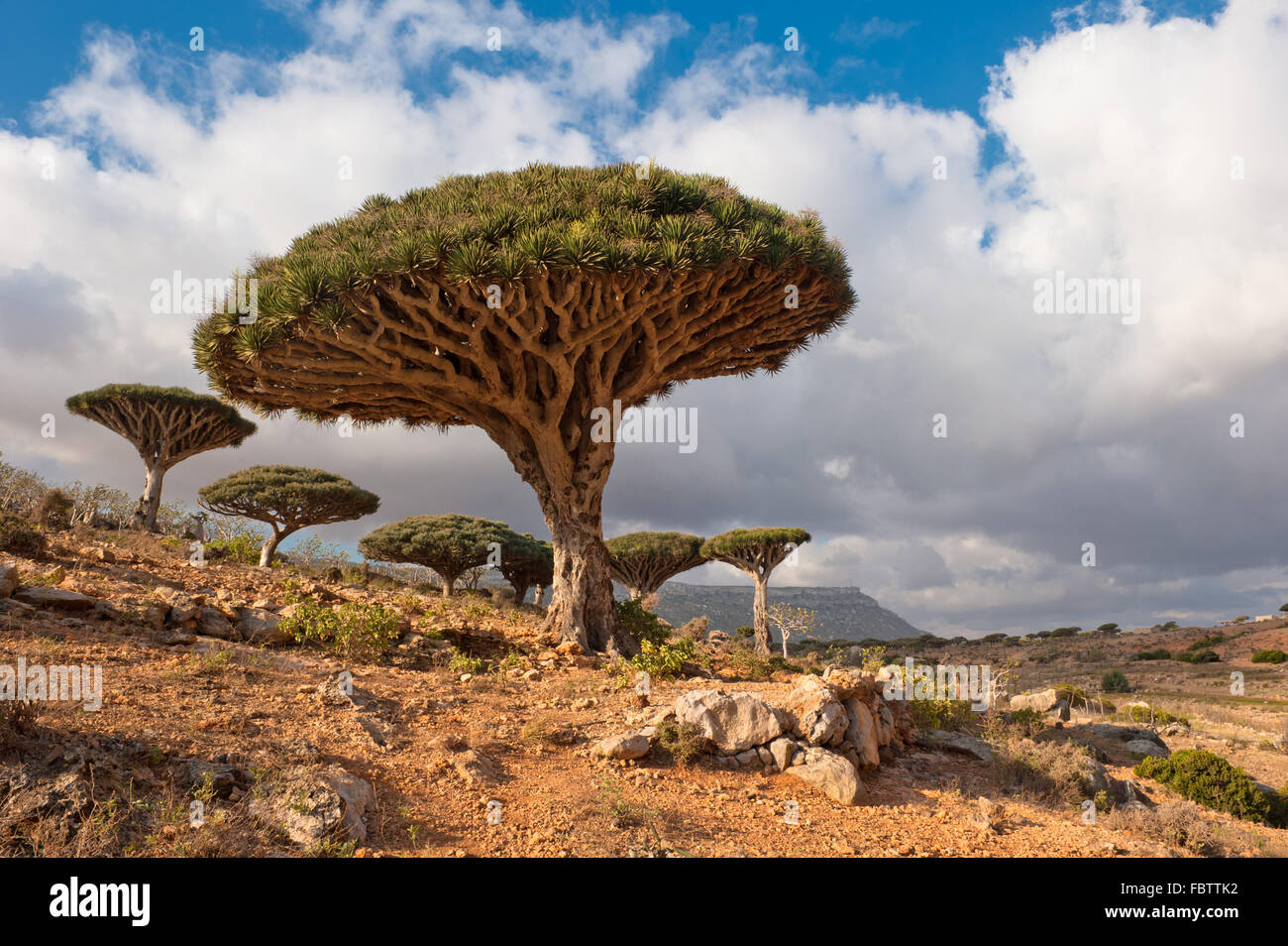 Dragon trees at Homhil plateau, Socotra, Yemen Stock Photo - Alamy
