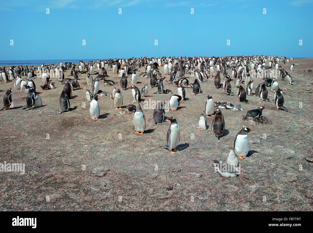 Penguin panorama colony penguins hi-res stock photography and images ...
