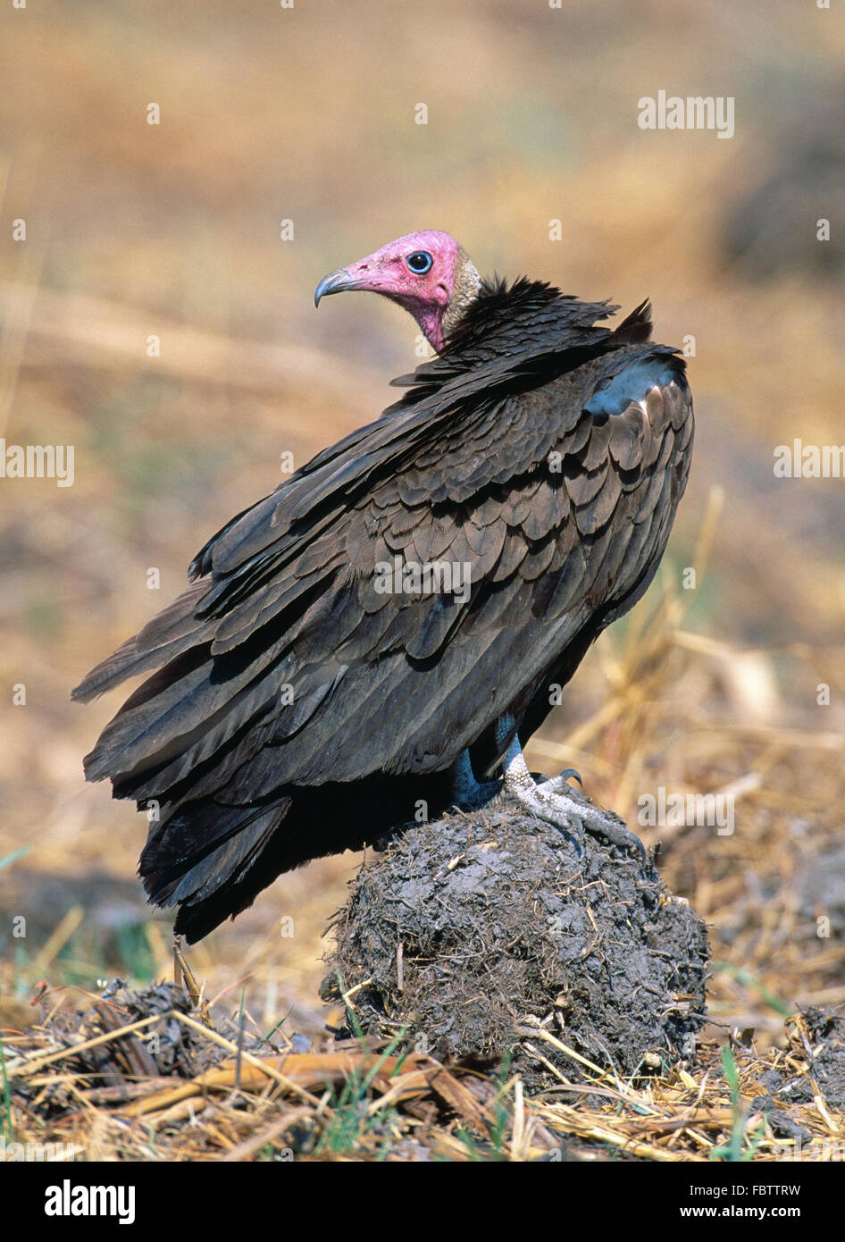 Red headed vulture hi-res stock photography and images - Alamy