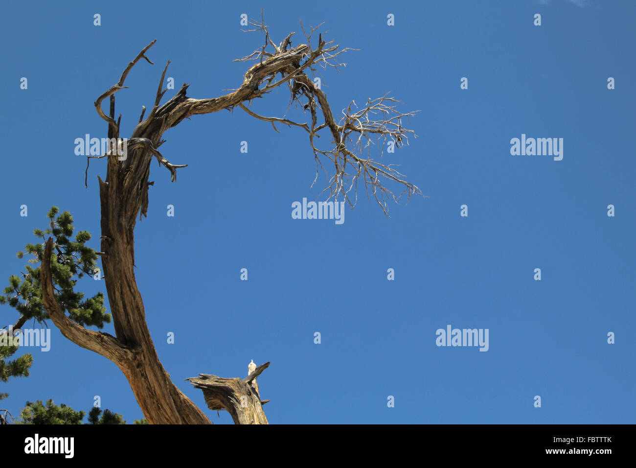 Desiccated tree hi-res stock photography and images - Alamy