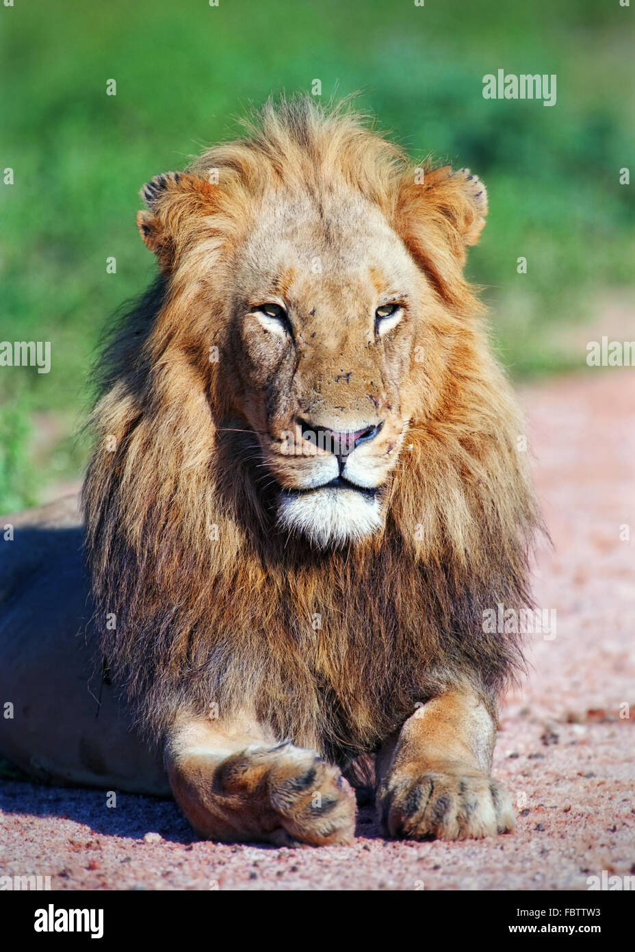 Portrait male lion Stock Photo - Alamy
