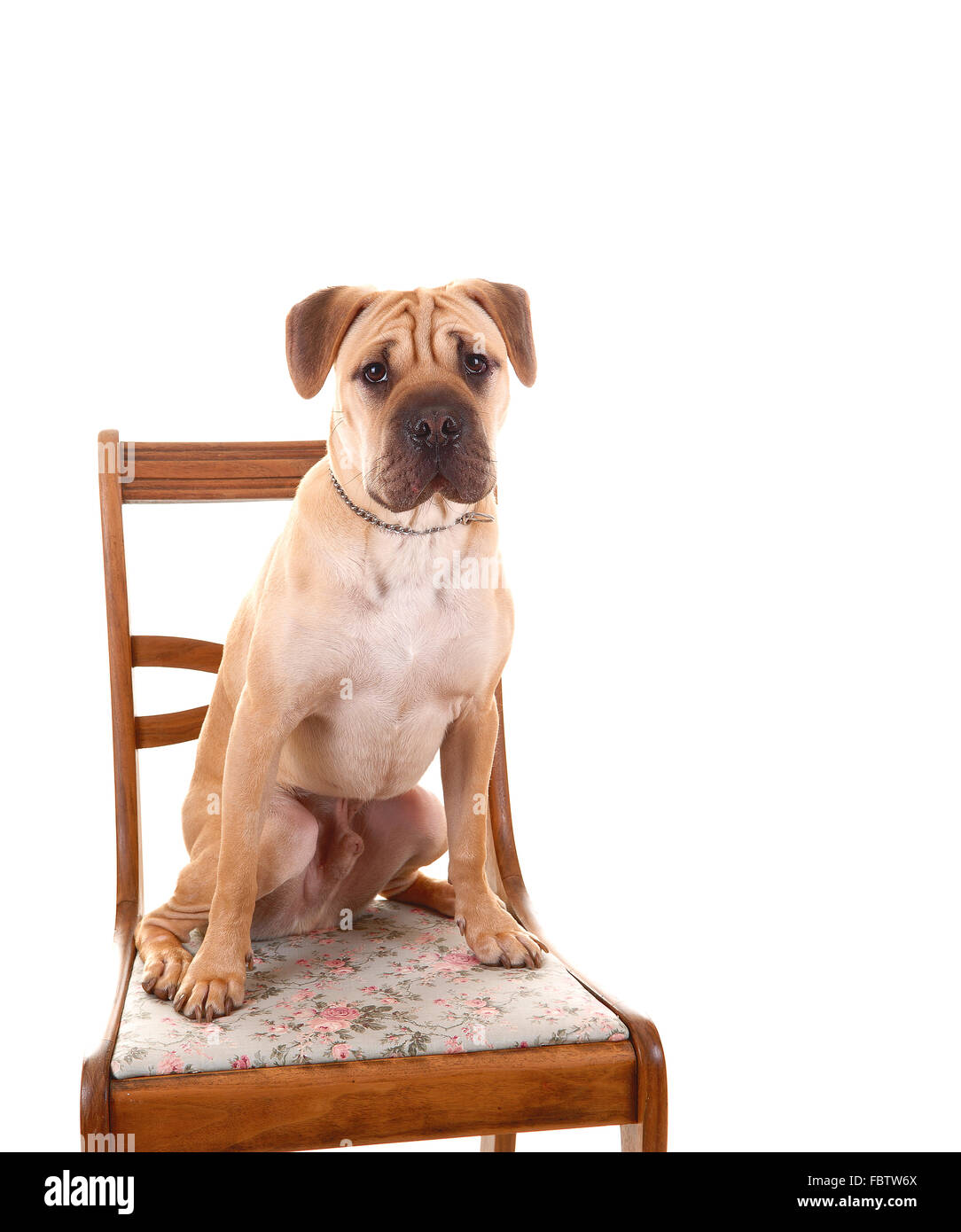 Sharpei dog sitting Stock Photo - Alamy