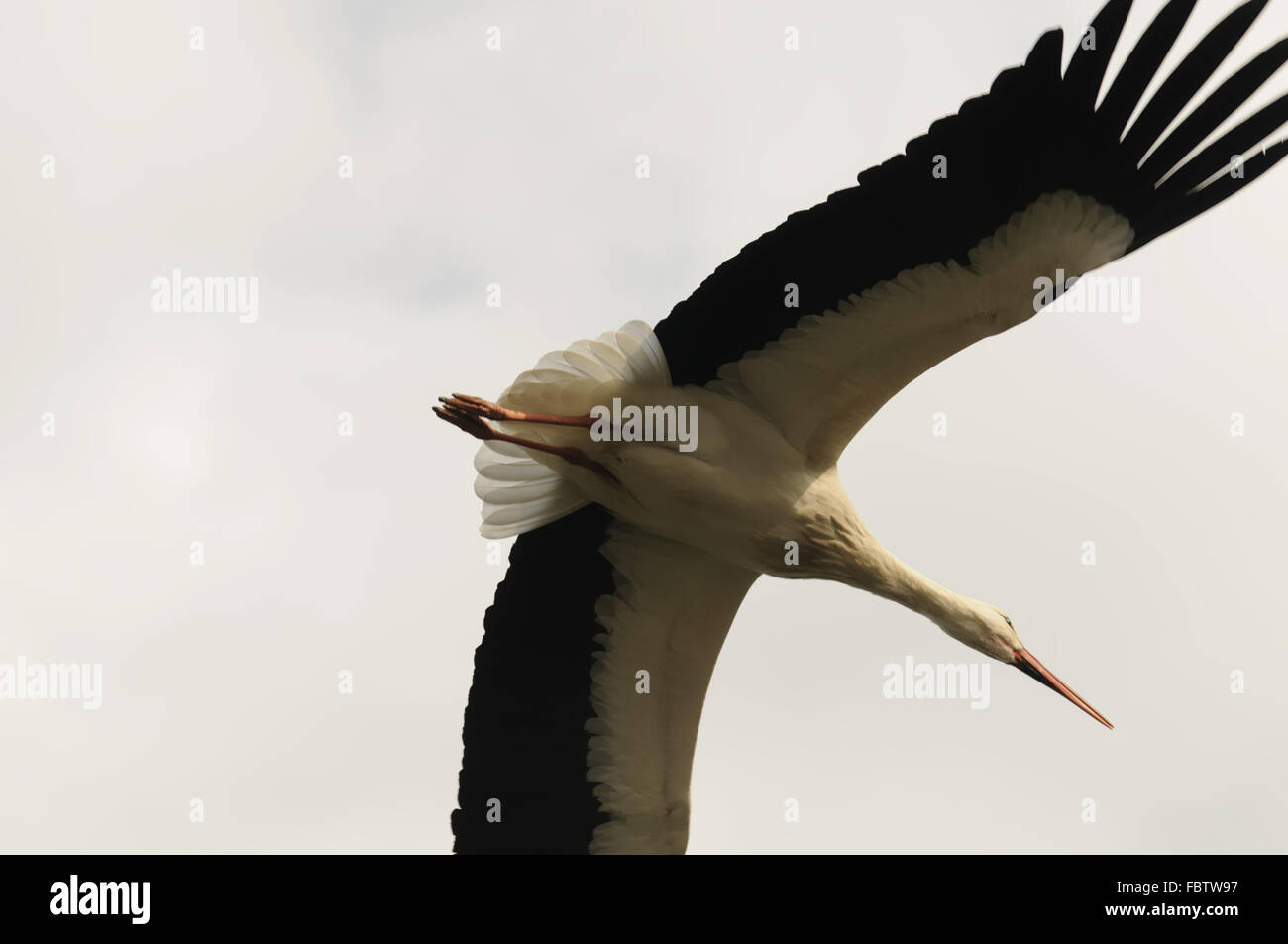 Sto wing hi-res stock photography and images - Alamy