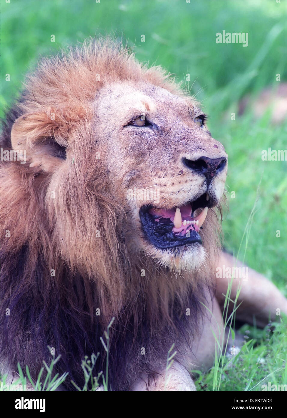 Portrait old lion Stock Photo - Alamy
