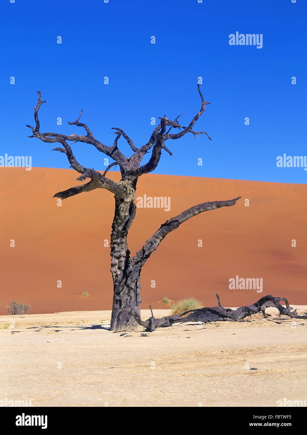 Tree died hi-res stock photography and images - Alamy