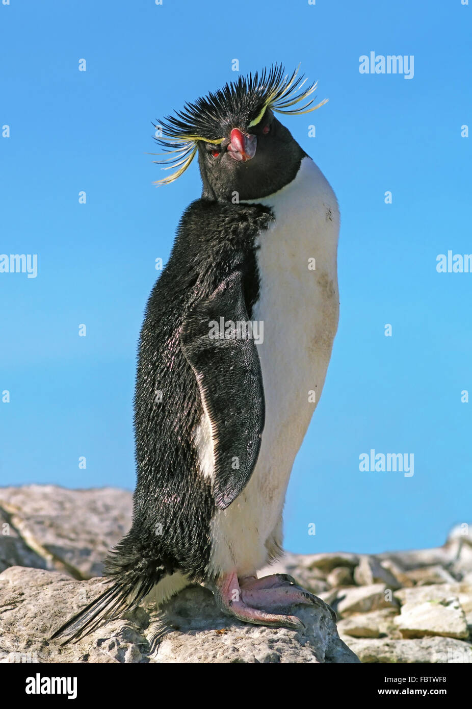 Macaroni penguin hi-res stock photography and images - Alamy