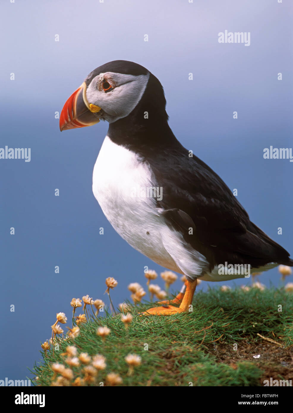 Skomer puffin foot hi-res stock photography and images - Alamy