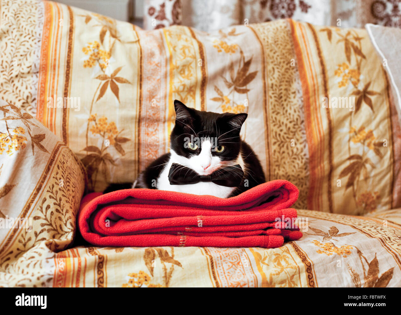 Elegant cat on sofa Stock Photo - Alamy