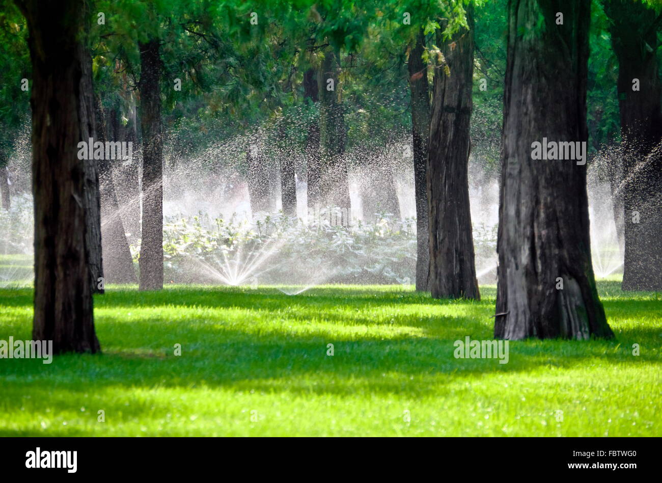 Sprinkler in a lawn with tree Stock Photo - Alamy