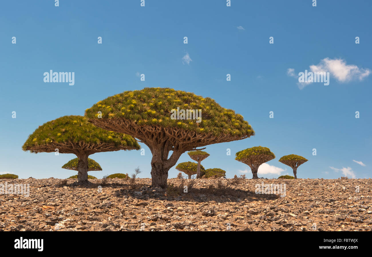 Dragon trees at Dixam plateau, Socotra Island, Yemen Stock Photo - Alamy