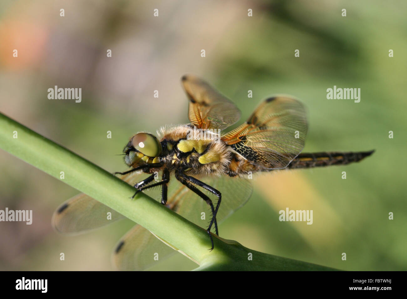Dragonfly resting on the bottom Stock Photo - Alamy