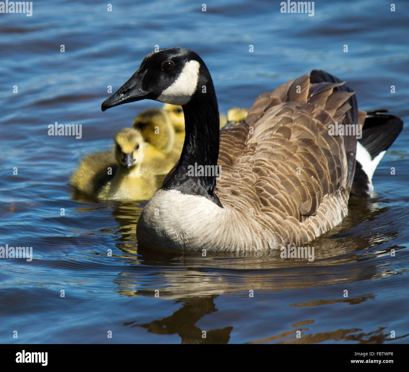 Flock wild canadian geese swimming hi-res stock photography and images ...