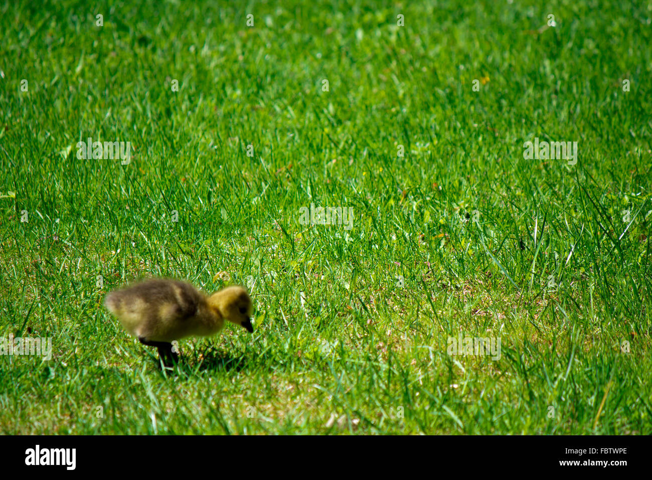 Baby Gosling High Resolution Stock Photography and Images - Alamy