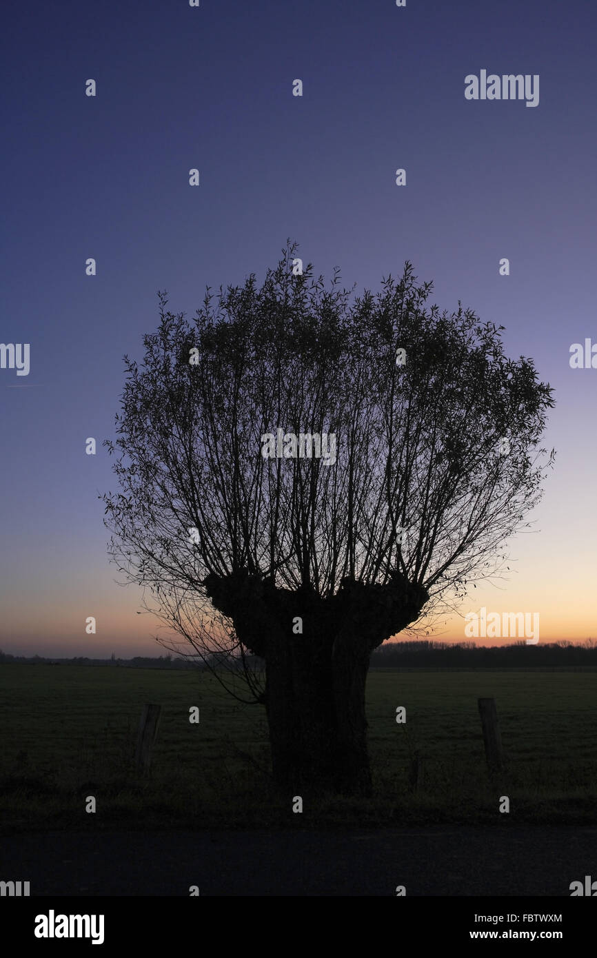 Pollard baum hi-res stock photography and images - Alamy