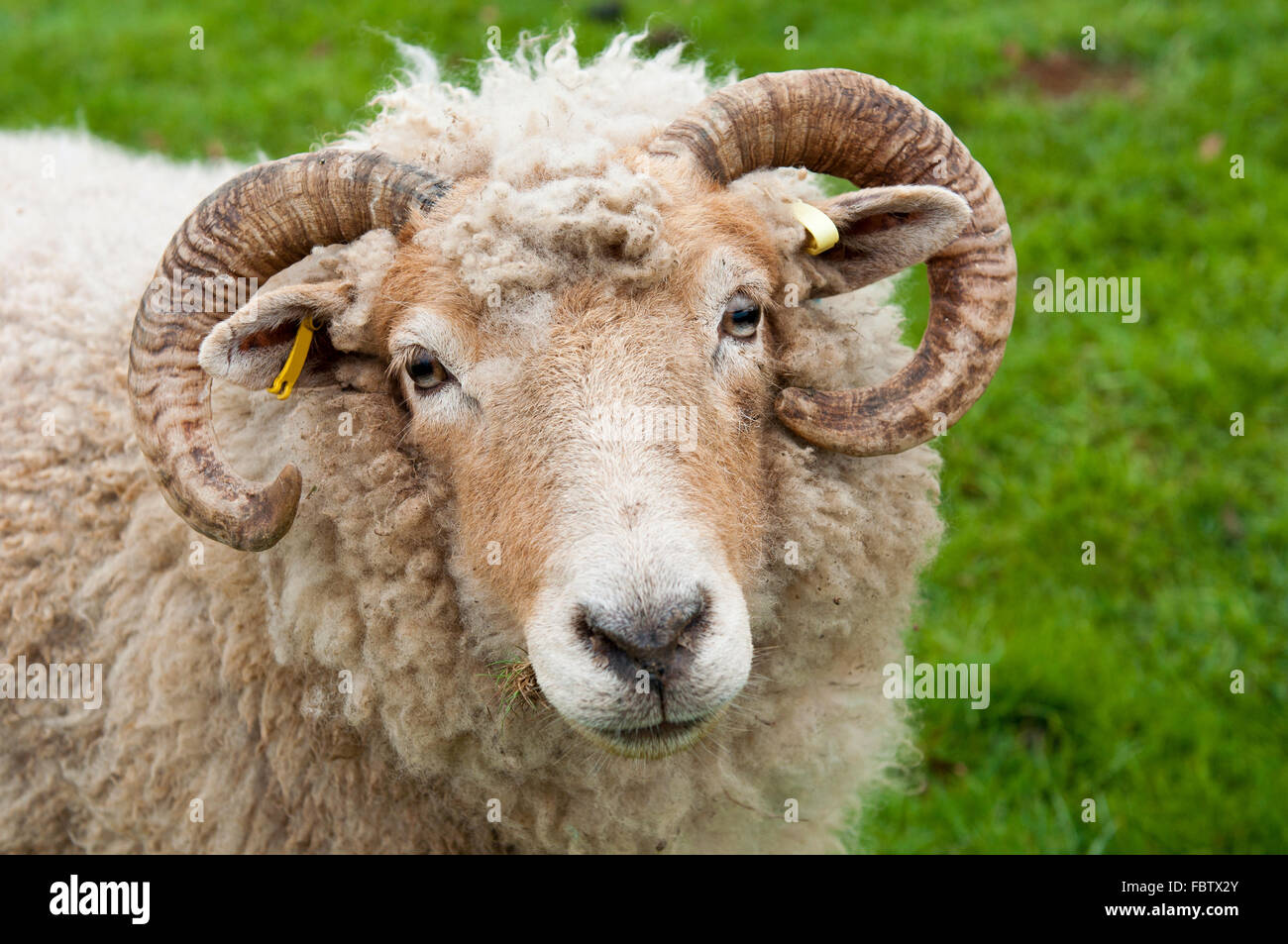 Sheep with horns hi-res stock photography and images - Alamy
