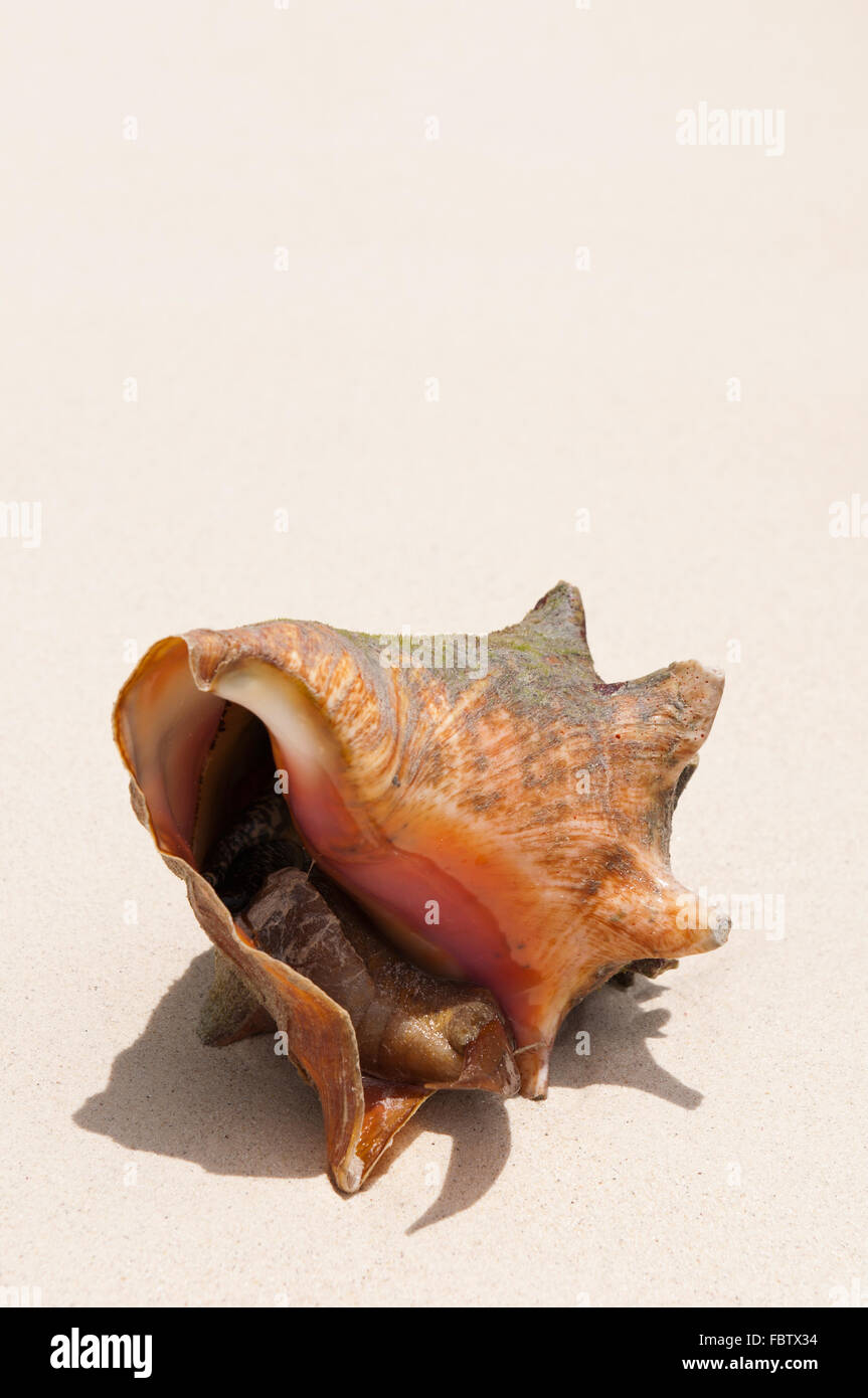 Seashell at the beach Stock Photo - Alamy