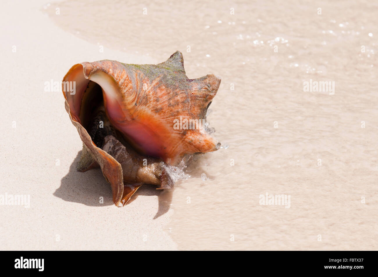 Alive Seashell High Resolution Stock Photography and Images - Alamy