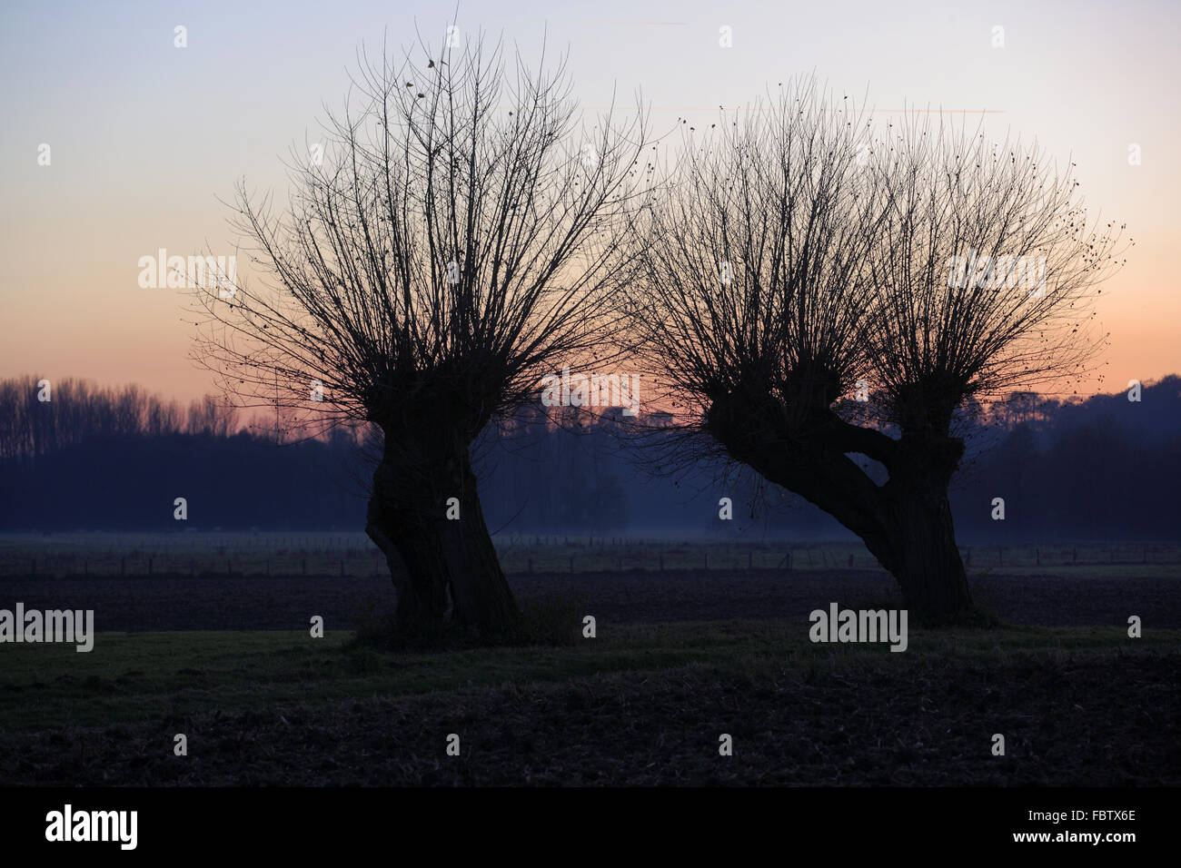 Willows branch hi-res stock photography and images - Alamy