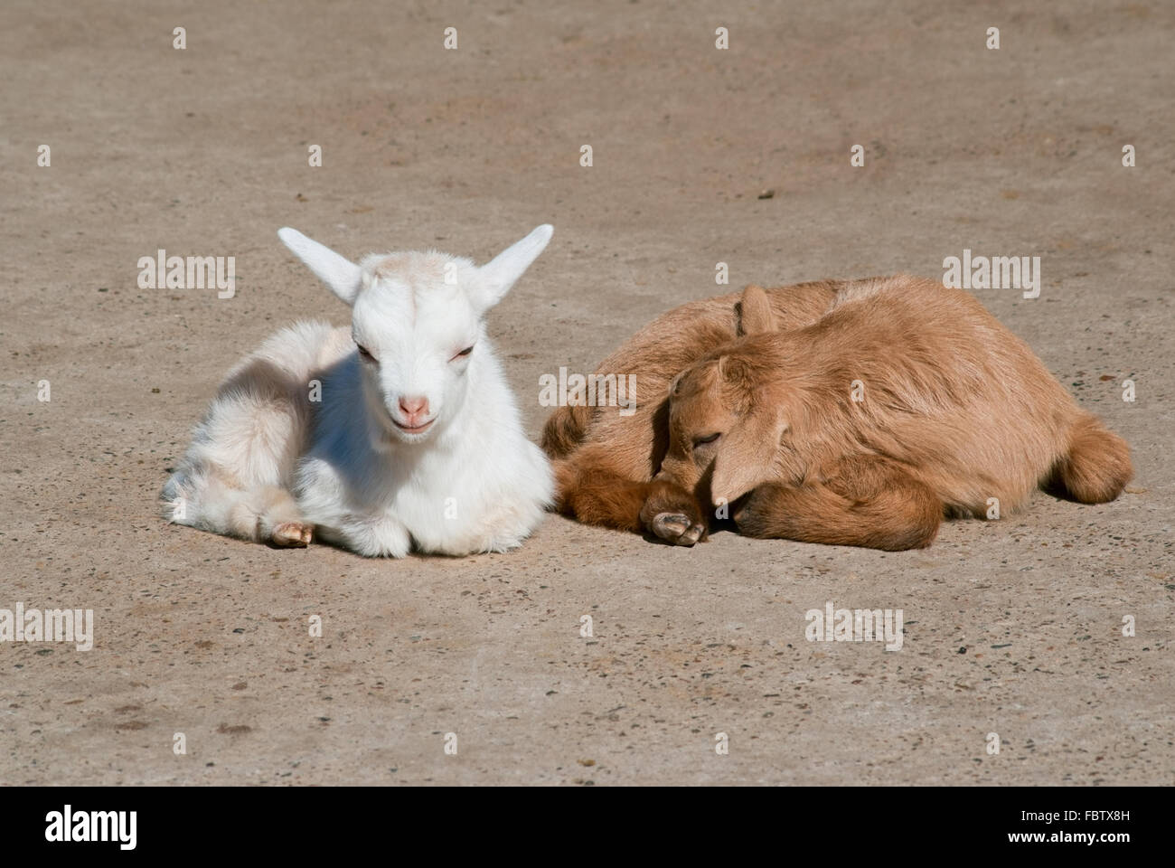 Two goat kids Stock Photo - Alamy