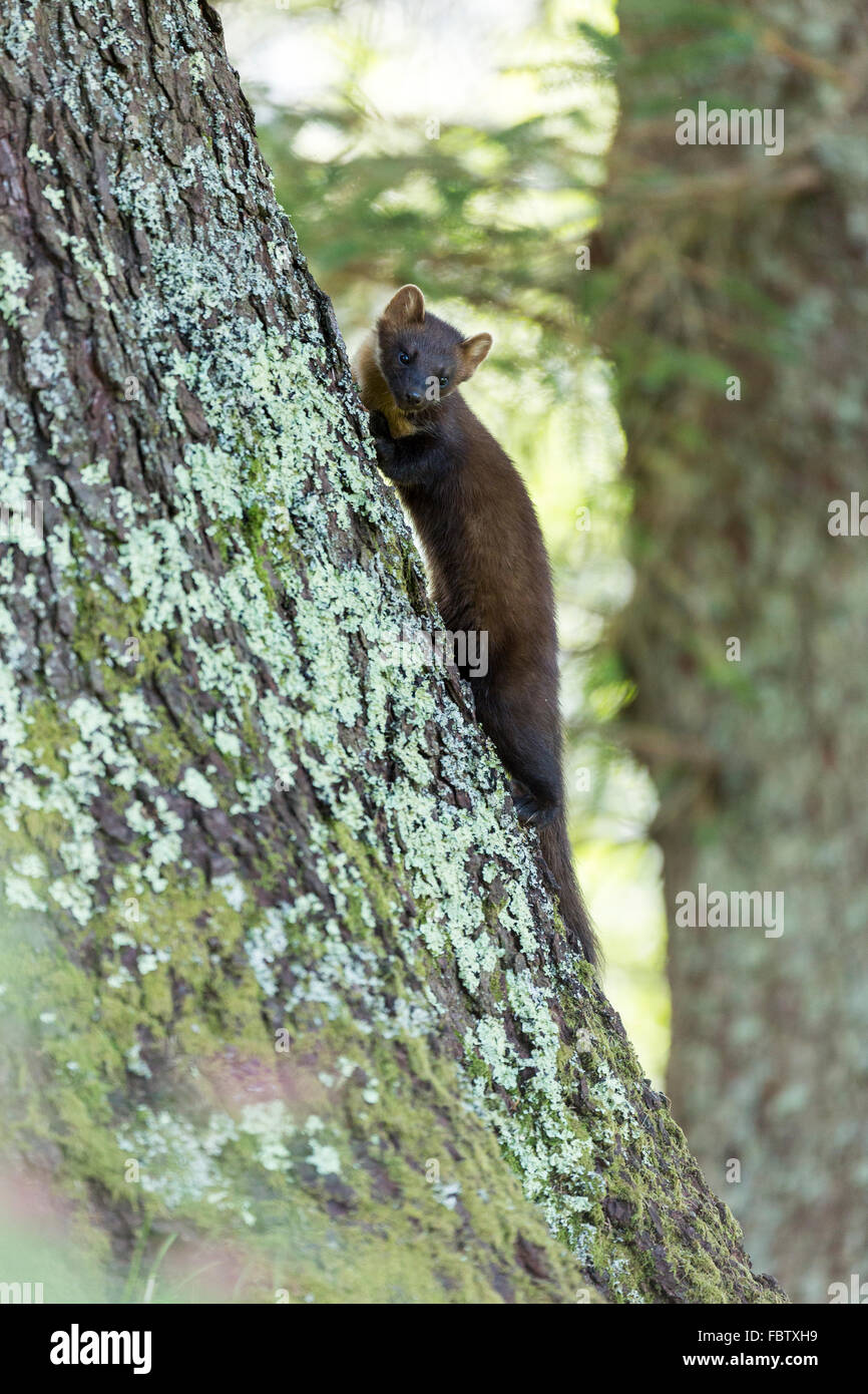 European pine marten martes martes hi-res stock photography and images ...
