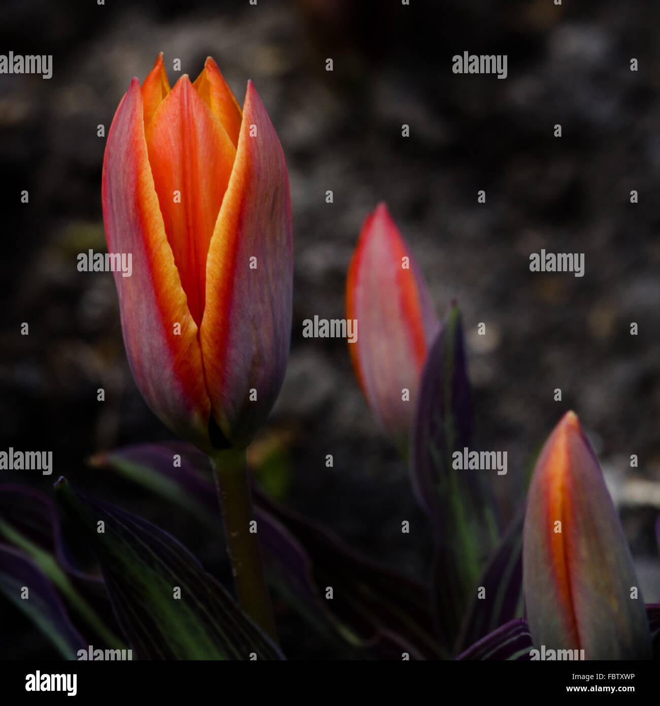 Tulip power hi-res stock photography and images - Alamy