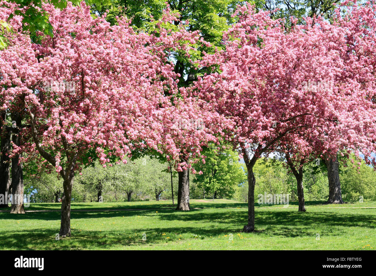 Blooming Cherry Garden Stock Photo - Alamy