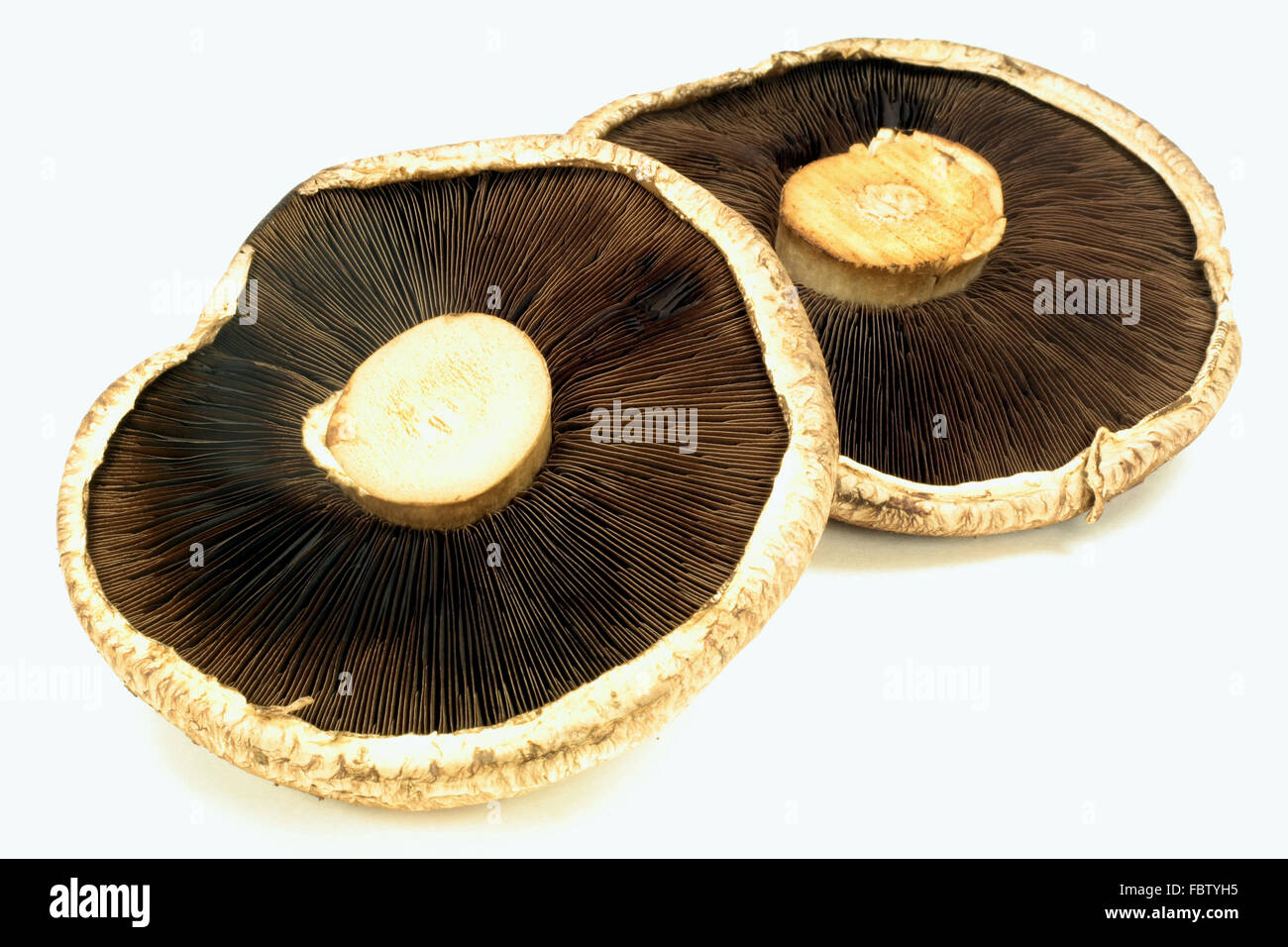 Portabella Mushrooms back side view Stock Photo - Alamy