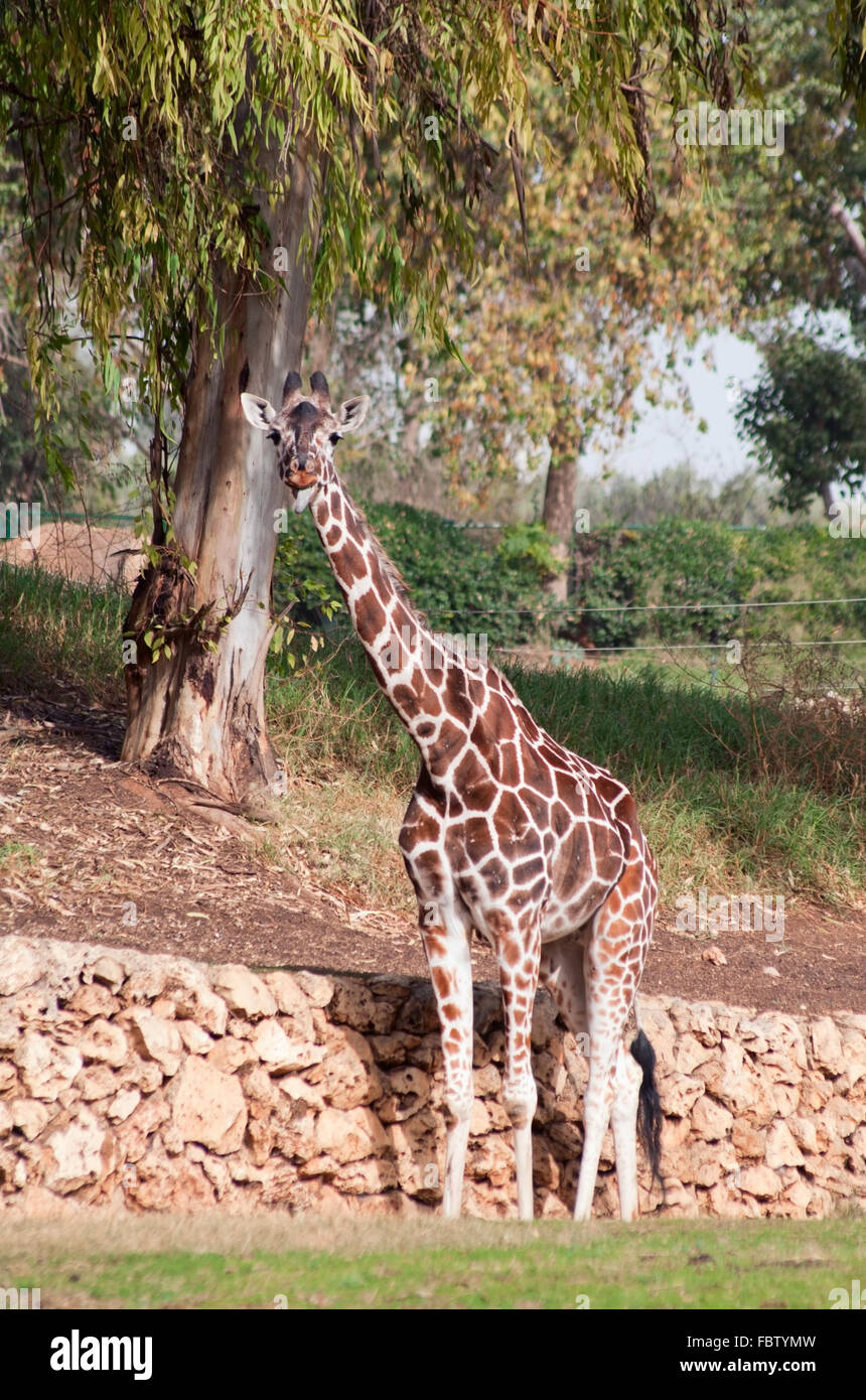 Giraffe under a tree Stock Photo - Alamy