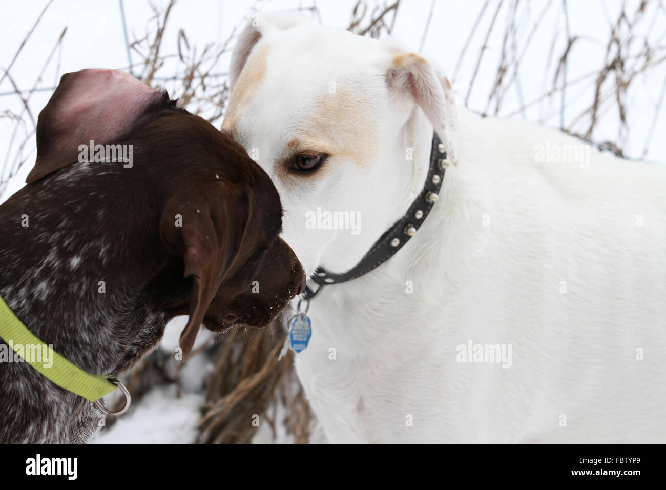 Two dogs meeting hi-res stock photography and images - Alamy